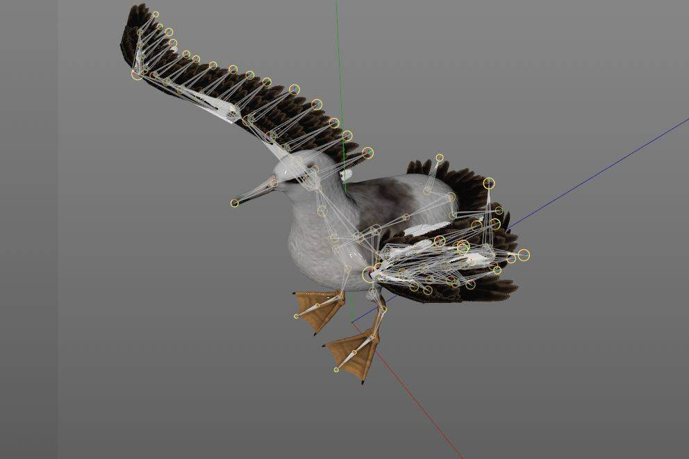 Albatross - 3D Model by 3dstudio