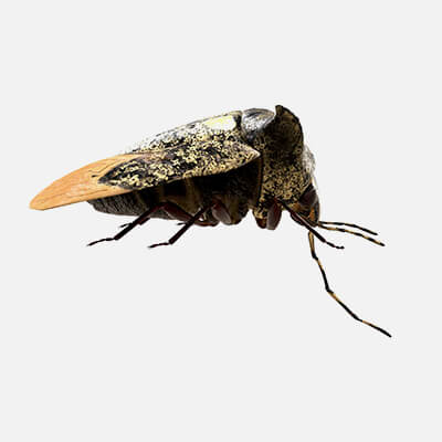 Alcimocoris Japonensis Bug - 3D Model by 3dstudio