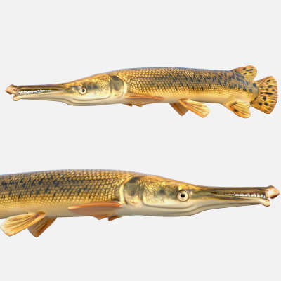 Alligator Gar Fish - 3D Model by 3dstudio