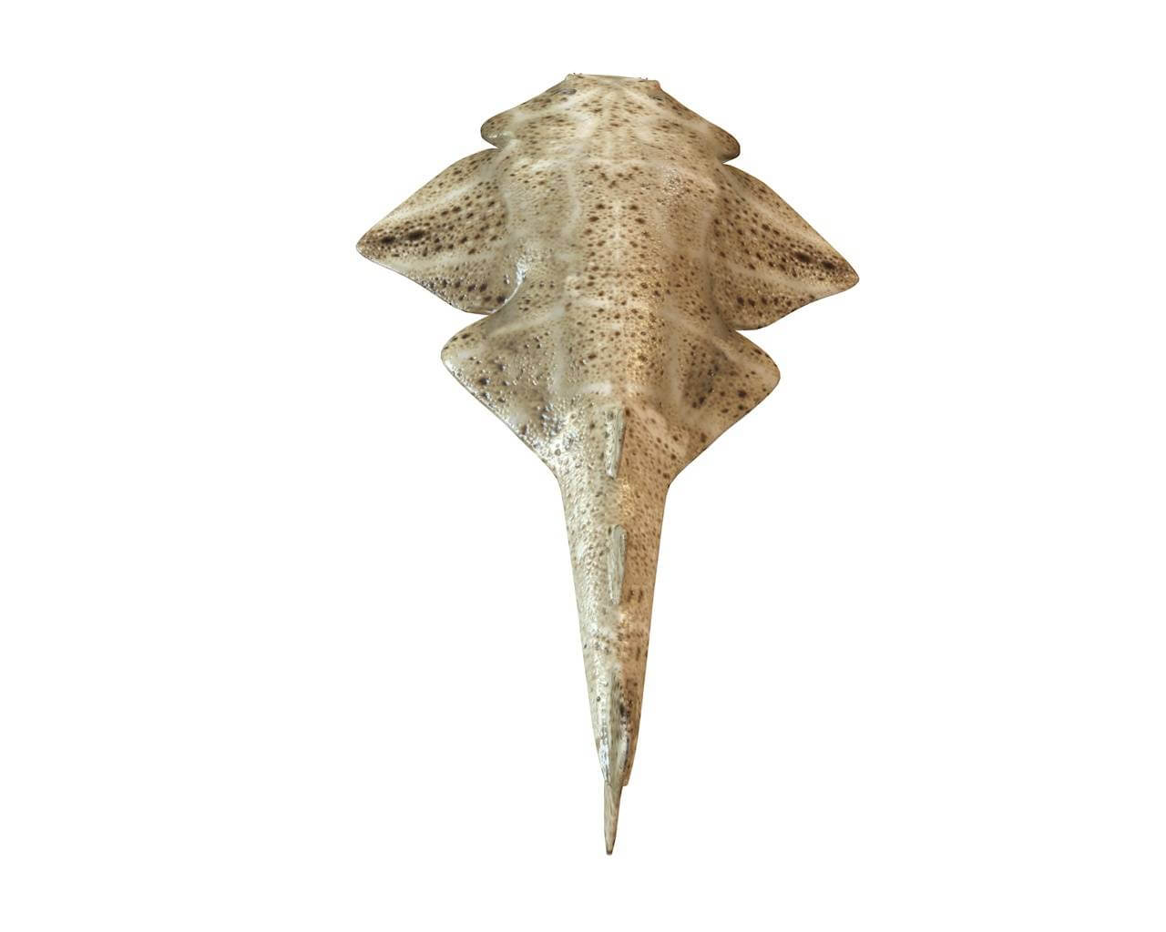 Smoothback Angelshark