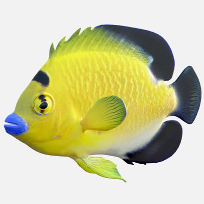 Angelfish Goldflake - 3D Model by 3dstudio