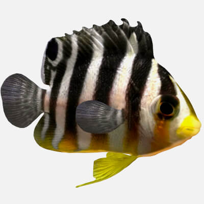 Angelfish Multibarred - 3D Model by 3dstudio