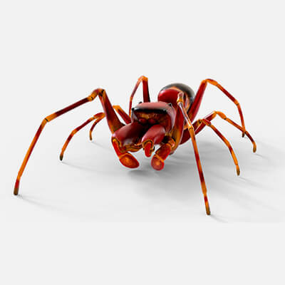 Ant Mimicking Spider - 3D Model by 3dstudio