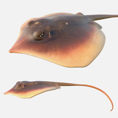 Atlantic Stingray Fish - 3D Model by 3dstudio