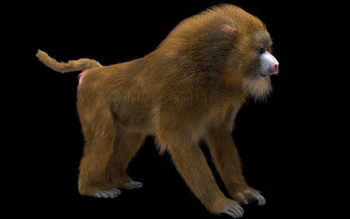 Baboon with Fur - 3D Model by 3dstudio