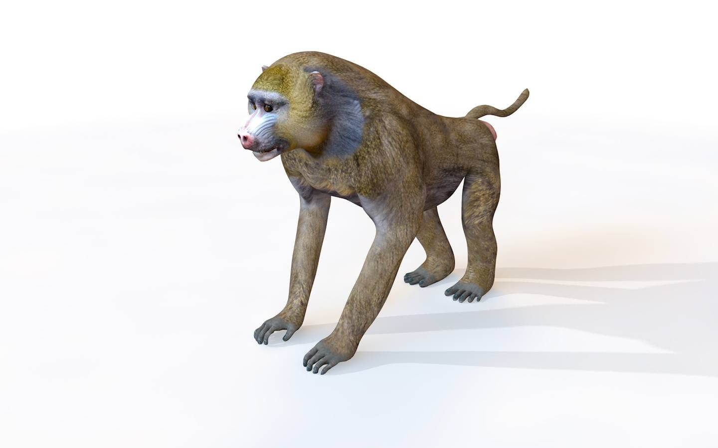 Baboon - 3D Model by 3dstudio