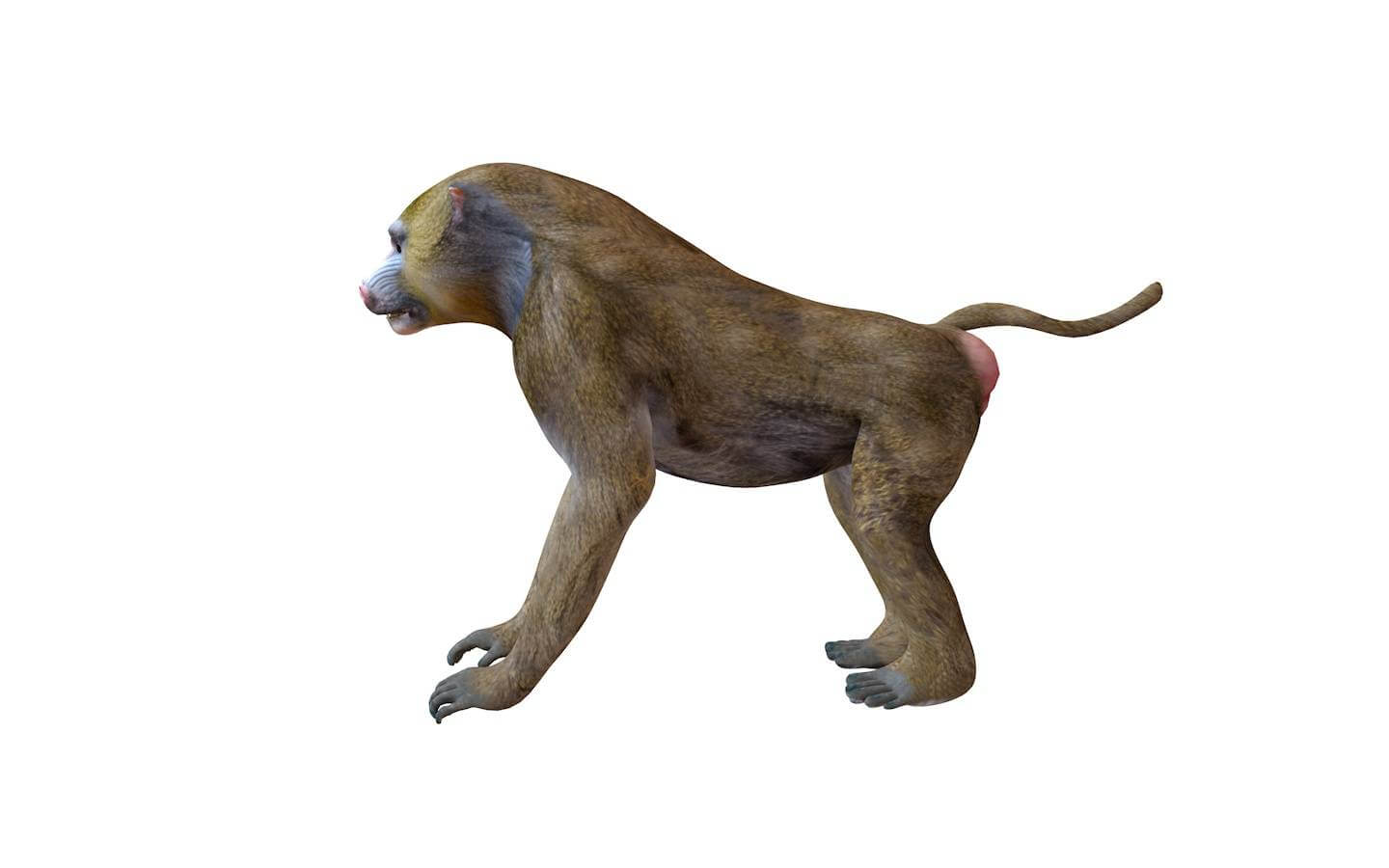 Baboon - 3D Model by 3dstudio