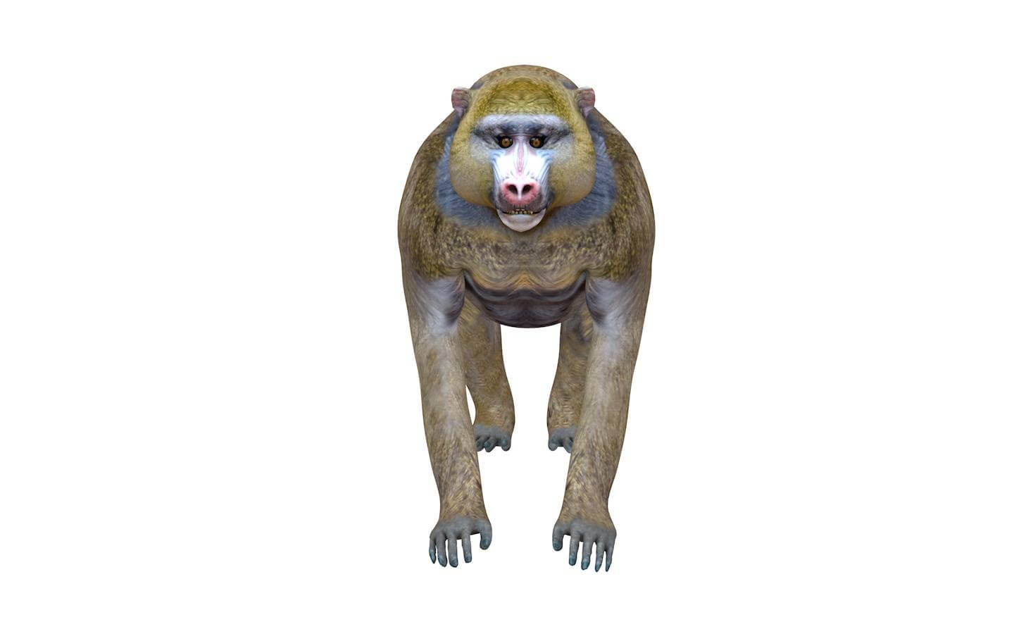 Baboon - 3D Model by 3dstudio