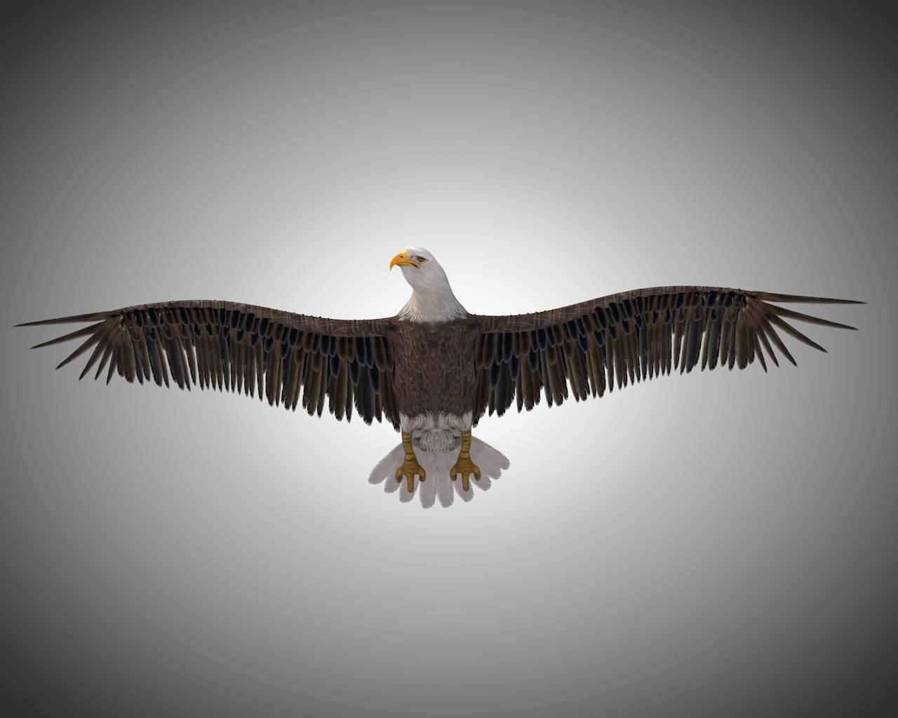 Bald Eagle - 3D Model by 3dstudio