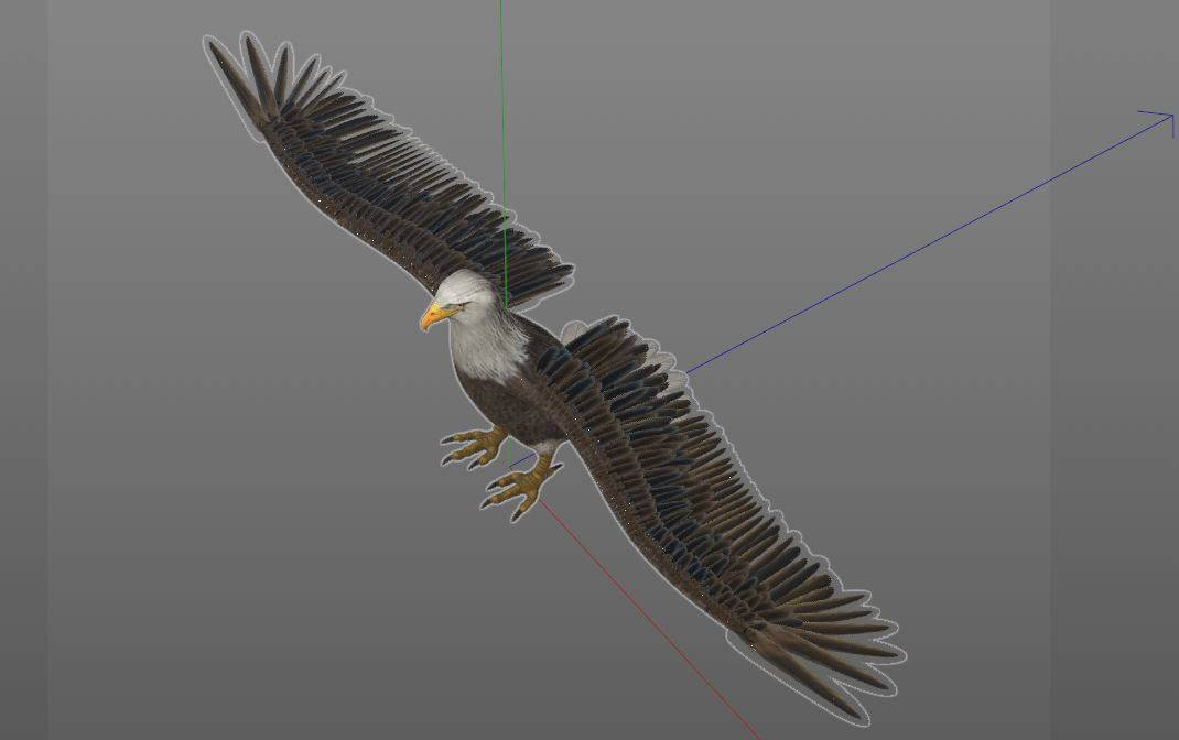 Bald Eagle - 3D Model by 3dstudio
