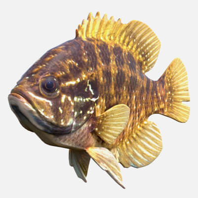 Banded Sunfish - 3D Model by 3dstudio