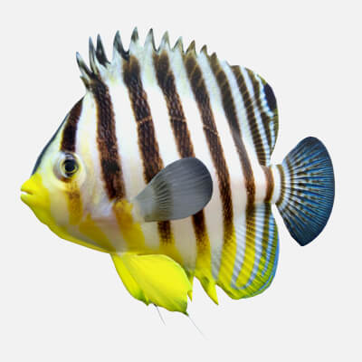 Barred Angelfish Paracentropyge multifasciata Fish - 3D Model by 3dstudio
