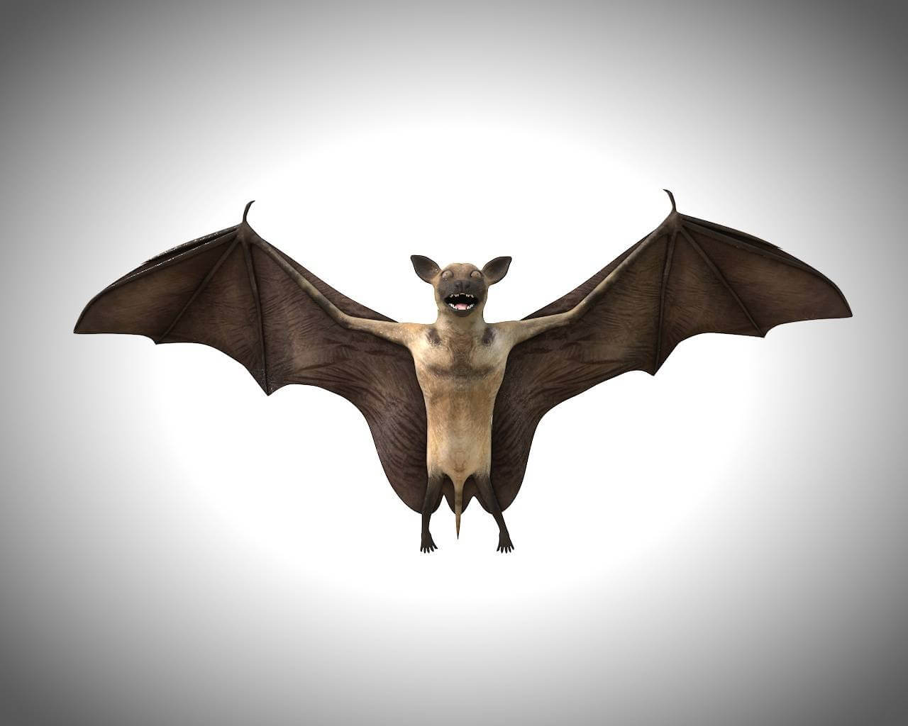 Bat - 3D Model by 3dstudio