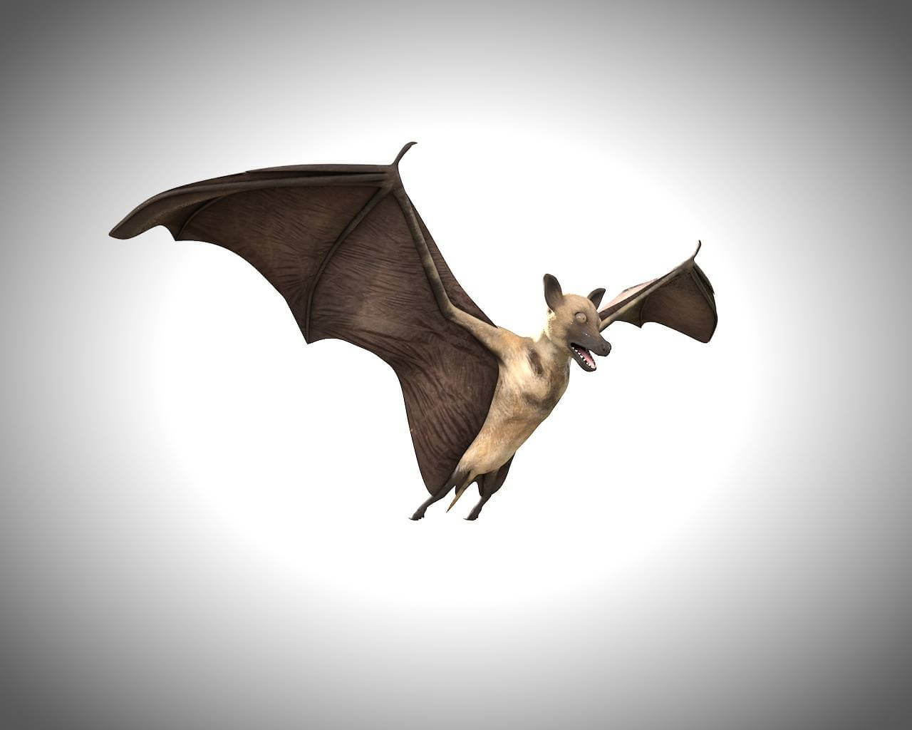 Bat - 3D Model by 3dstudio