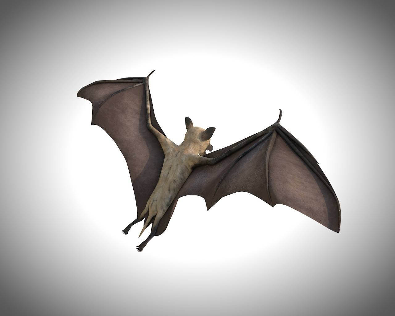 Bat - 3D Model by 3dstudio