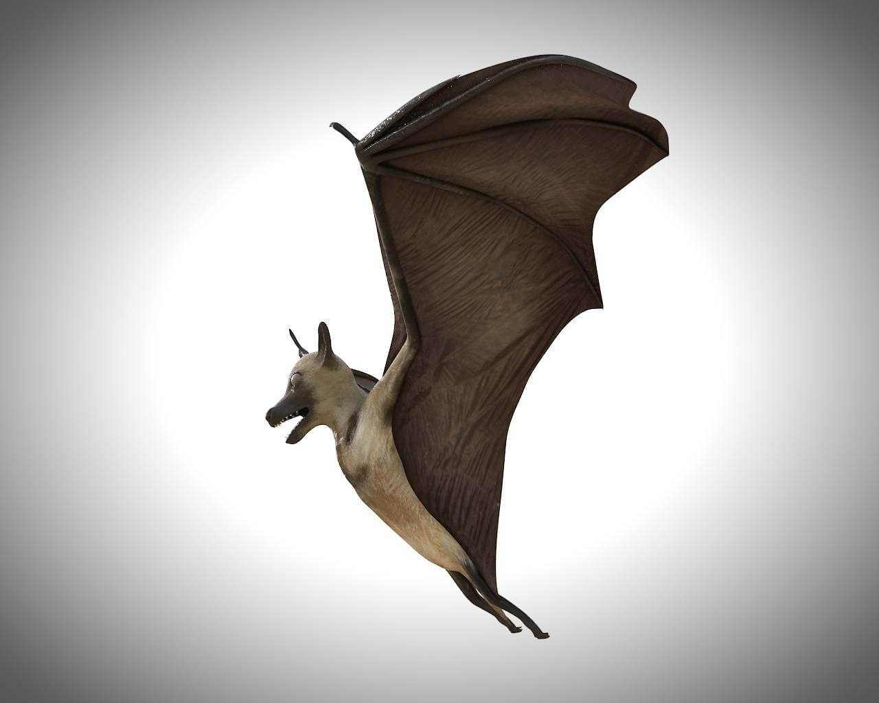 Bat - 3D Model by 3dstudio