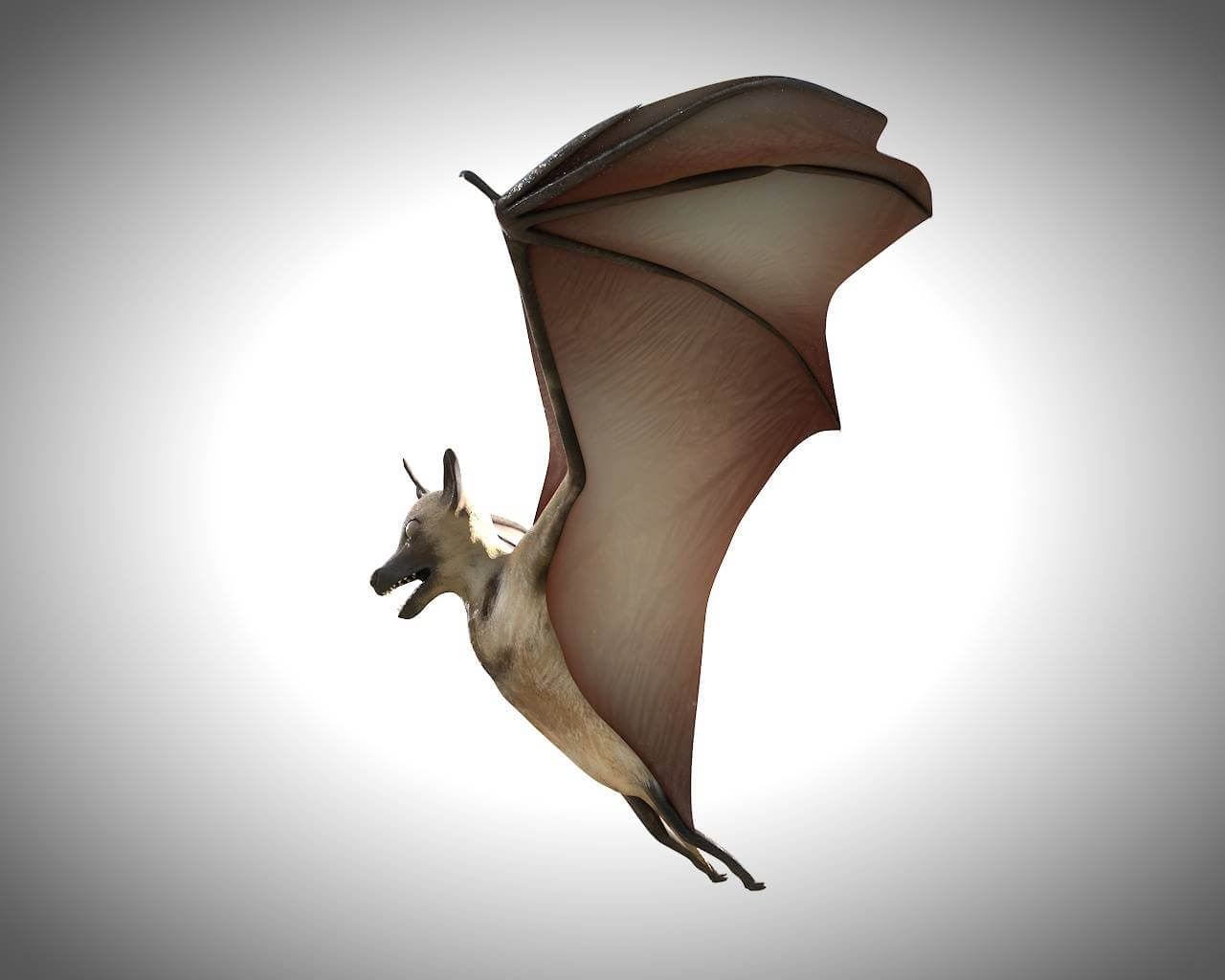Bat - 3D Model by 3dstudio