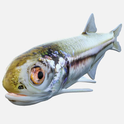 Bay Anchovy Fish - 3D Model by 3dstudio