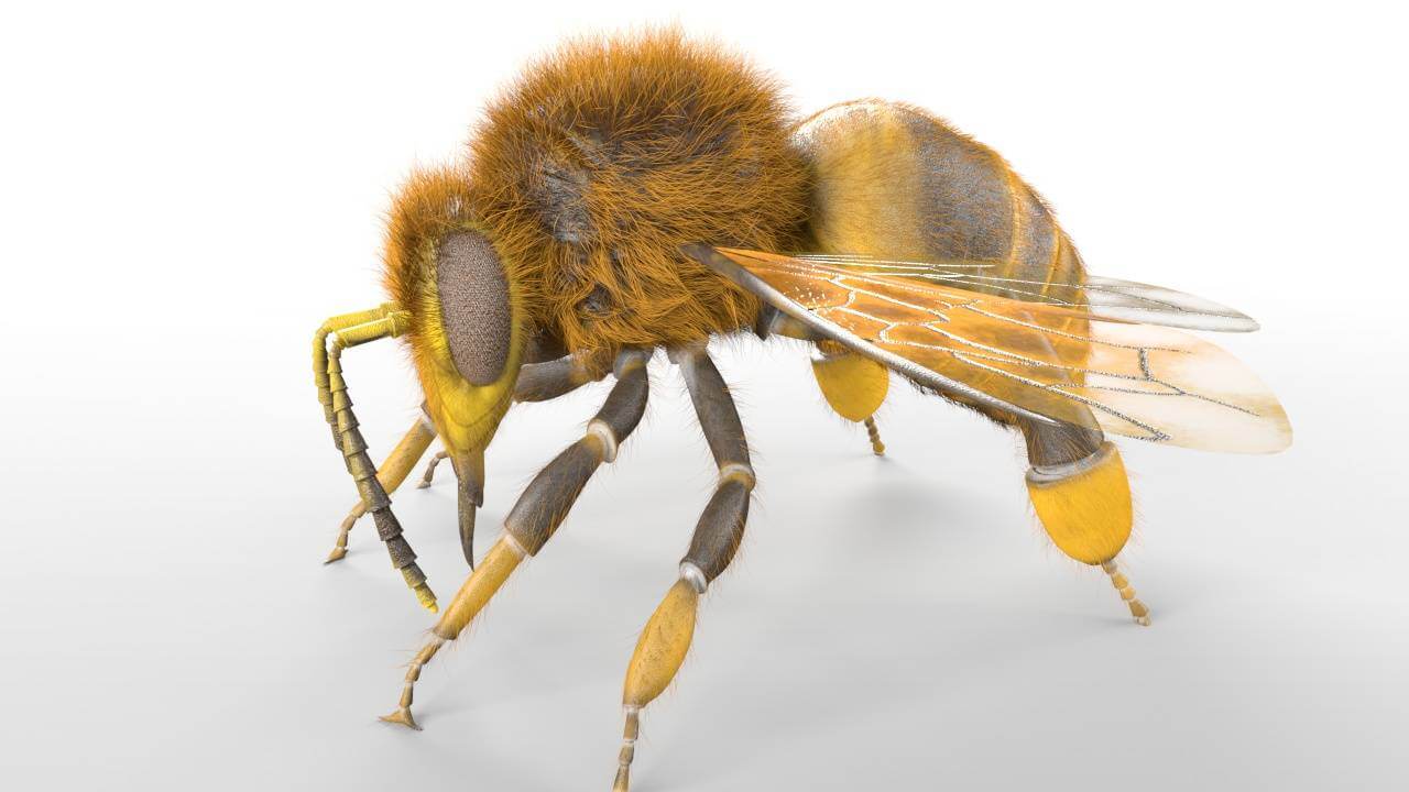 Bee - 3D Model by 3dstudio
