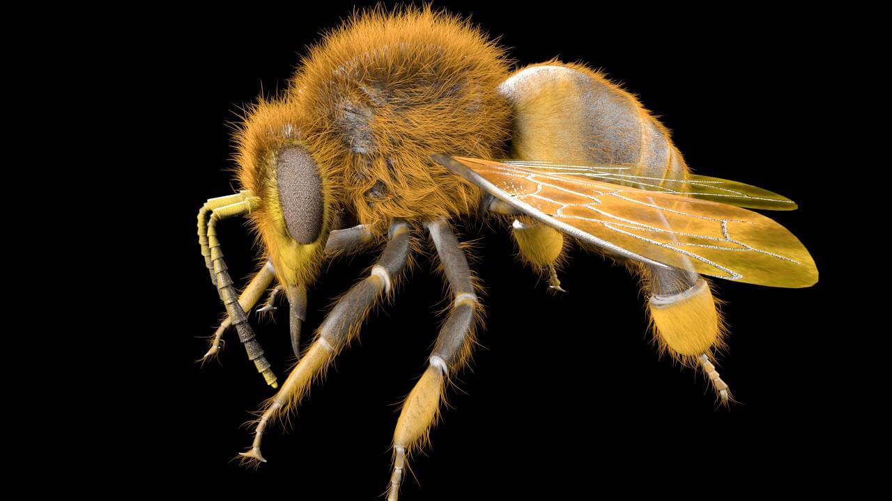 Bee - 3D Model by 3dstudio