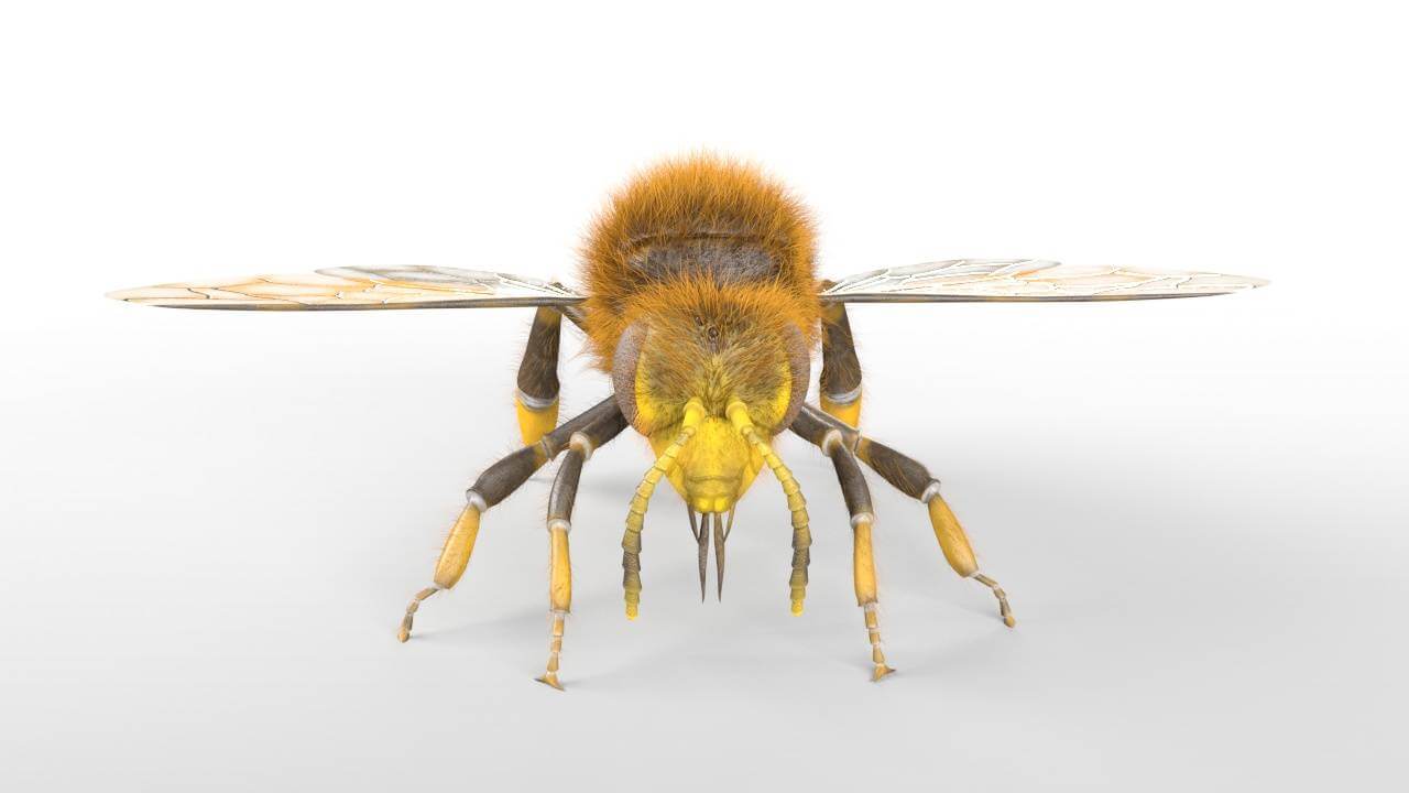 Bee - 3D Model by 3dstudio