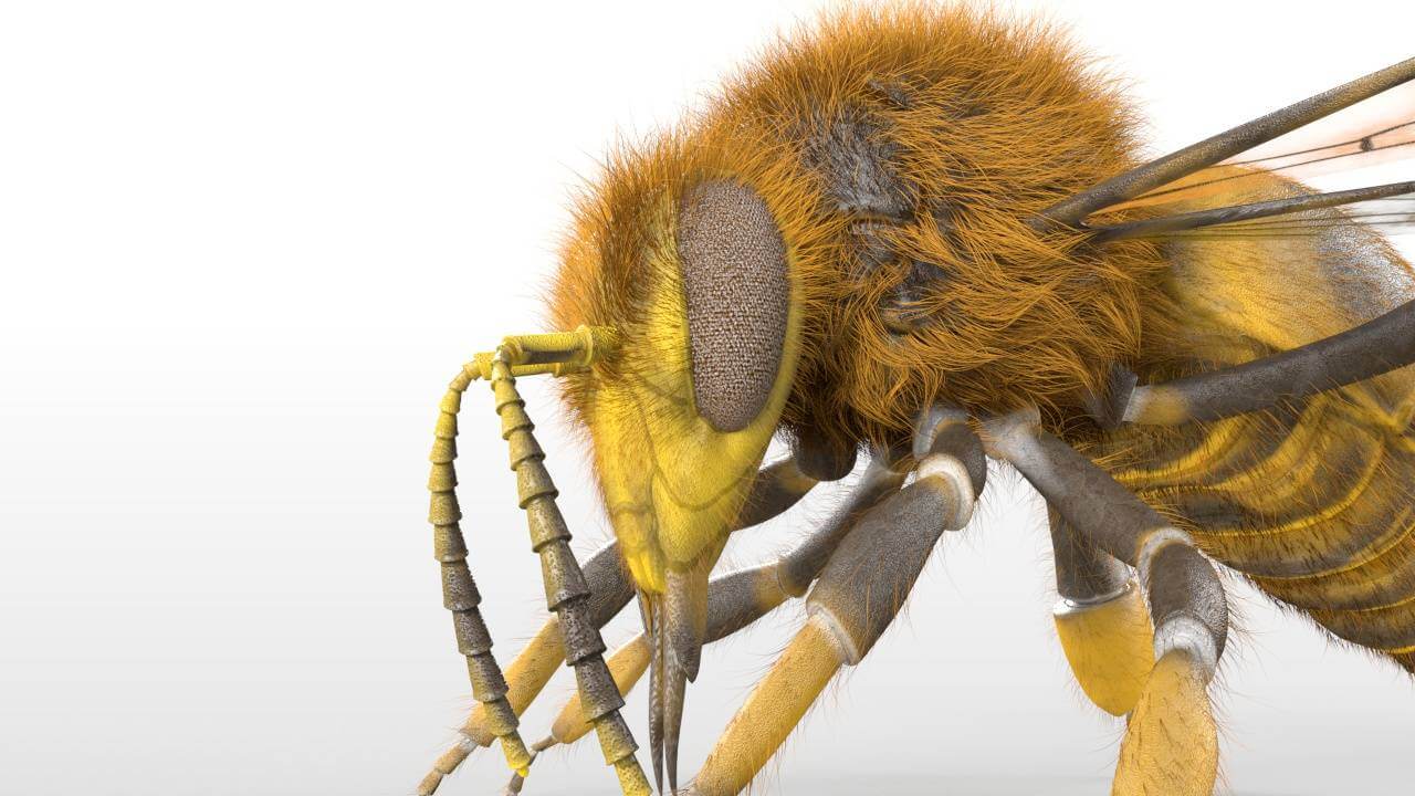 Bee - 3D Model by 3dstudio