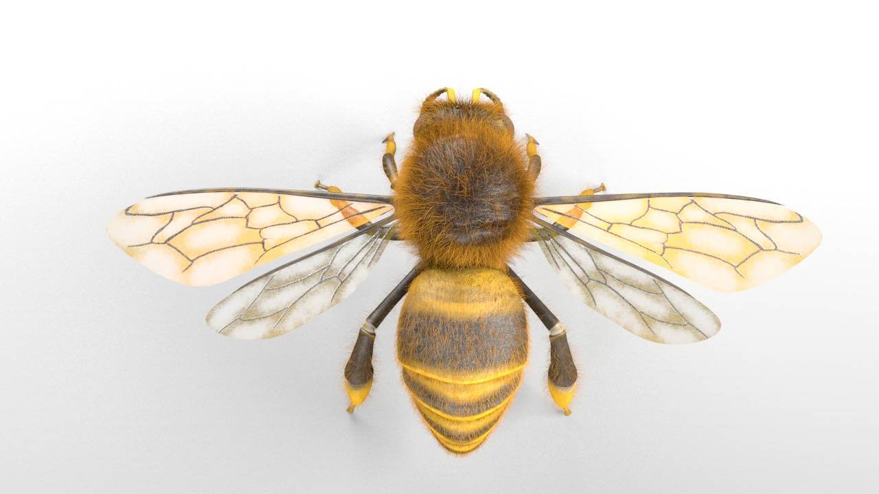 Bee - 3D Model by 3dstudio