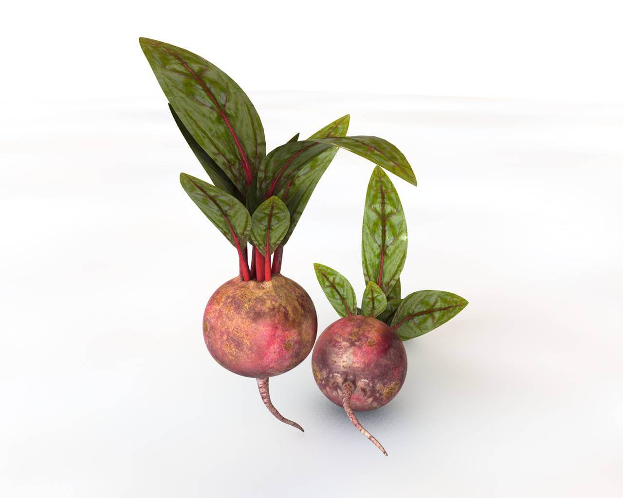 Beetroot - 3D Model by 3dstudio