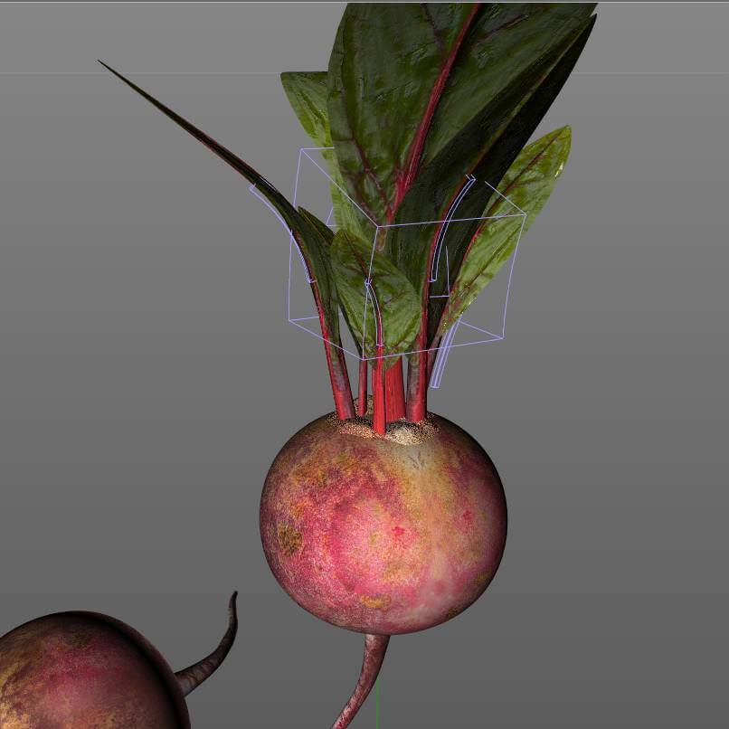 Beetroot - 3D Model by 3dstudio