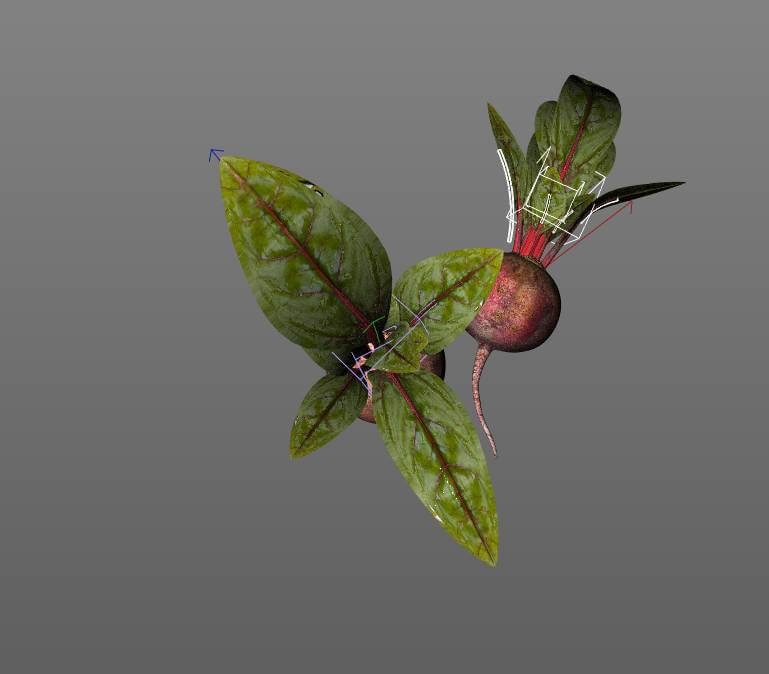 Beetroot - 3D Model by 3dstudio