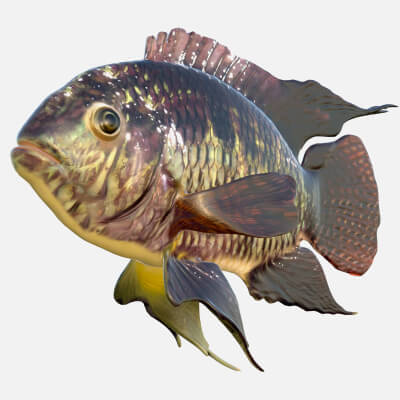 Black Acara Fish - 3D Model by 3dstudio