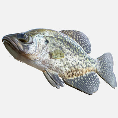 Black Crappie Fish - 3D Model by 3dstudio