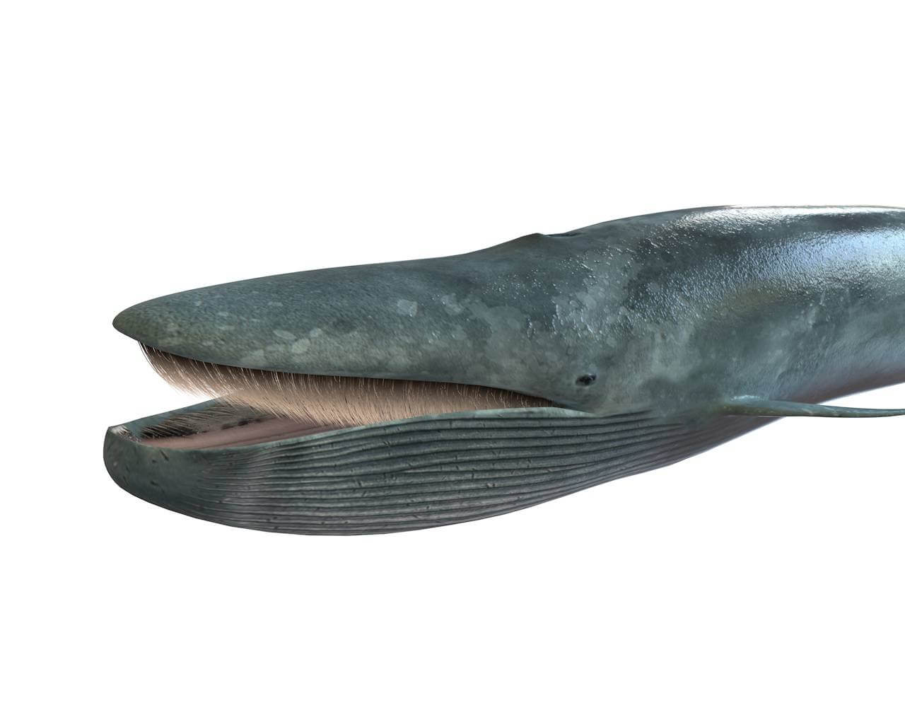 Blue Whale - 3D Model by 3dstudio