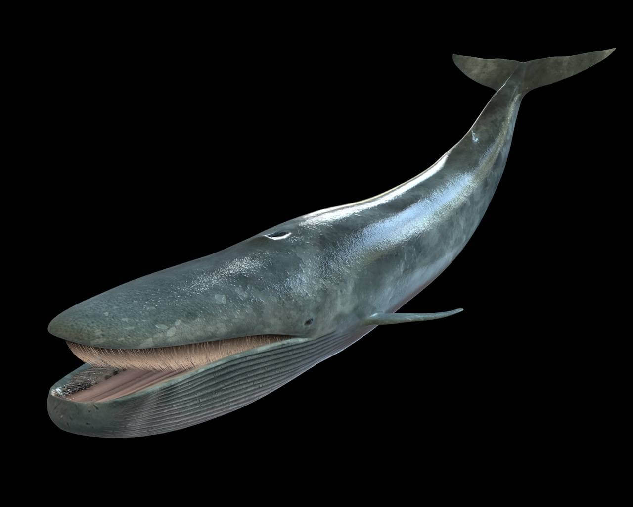 Blue Whale - 3D Model by 3dstudio