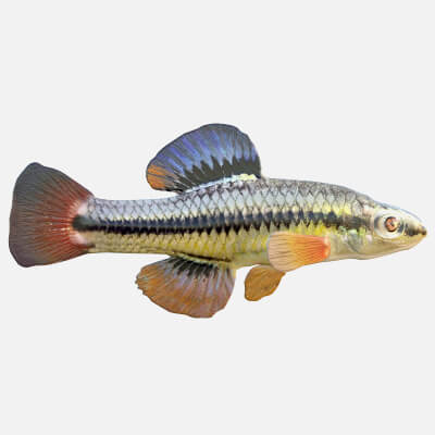 Bluefin Killifish - 3D Model by 3dstudio