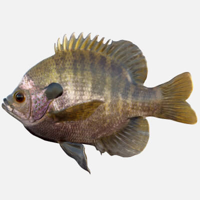 Bluegill Fish - 3D Model by 3dstudio
