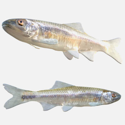 Bluestripe Shiner Fish - 3D Model by 3dstudio
