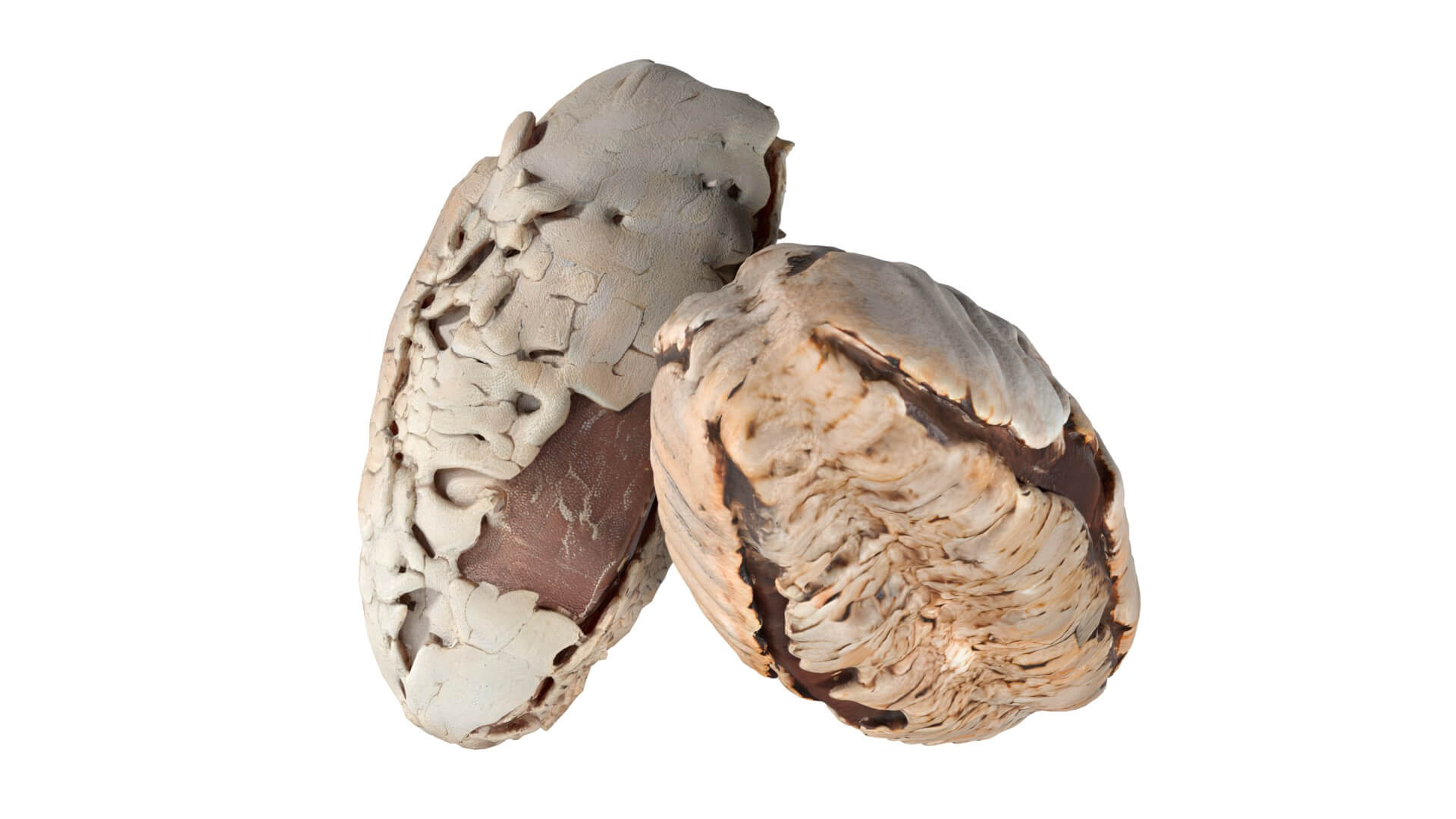 Brazilian Nut Shell - 3D Model by 3dstudio