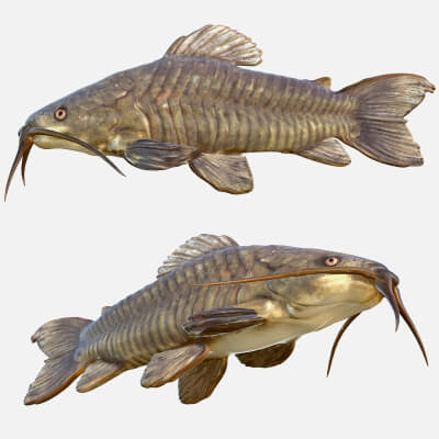 Brown Hoplo Fish - 3D Model by 3dstudio