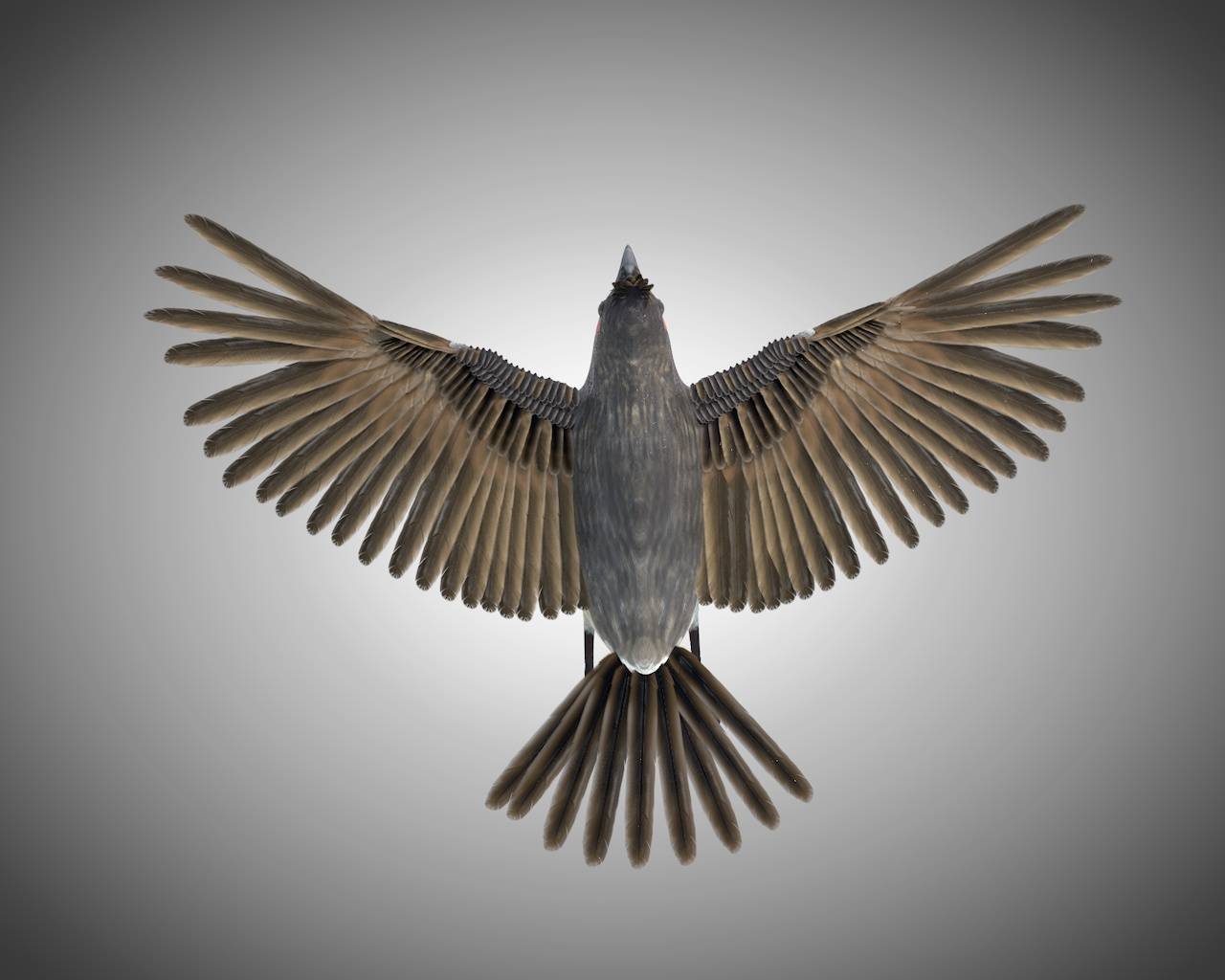 Bulbul - 3D Model by 3dstudio