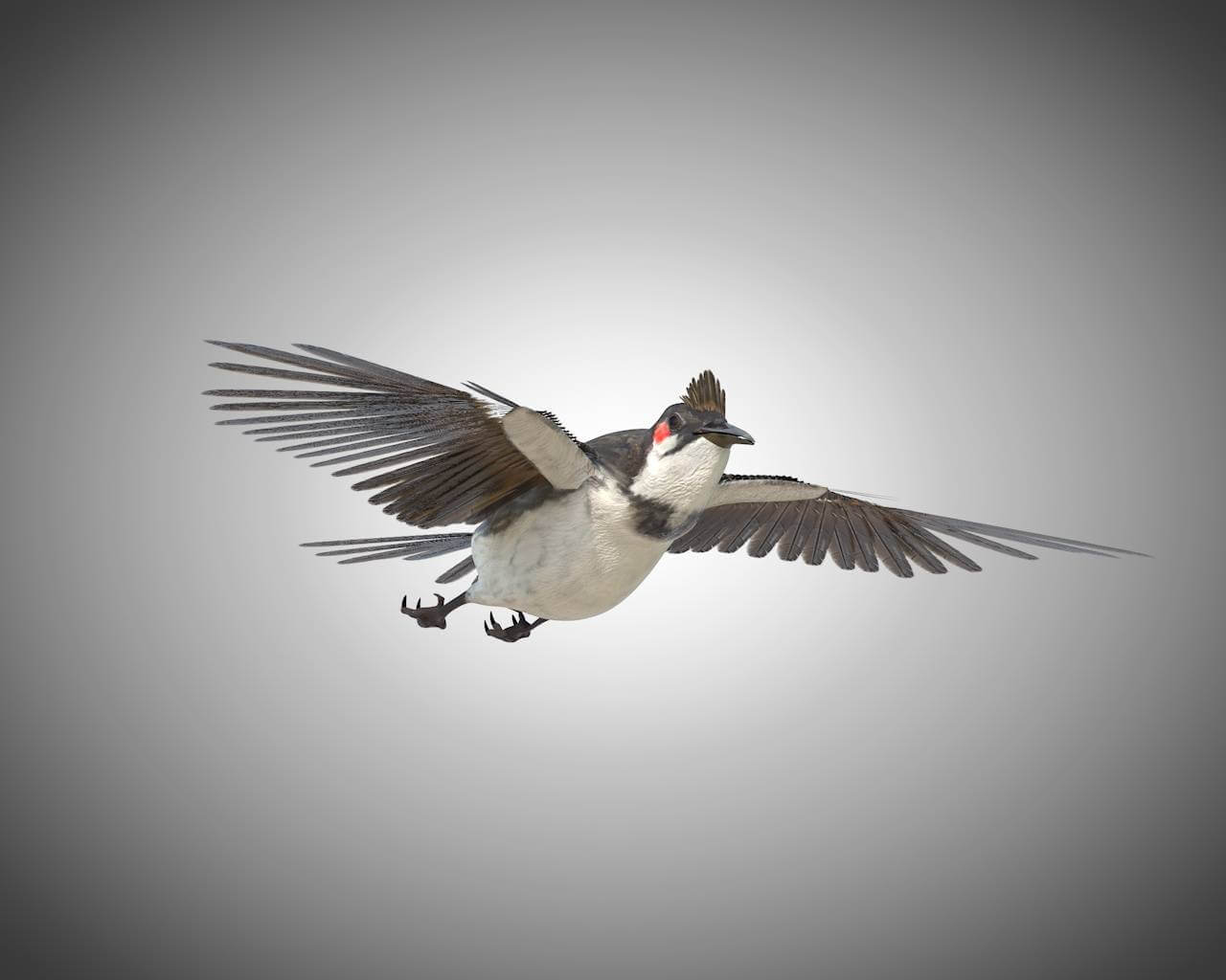 Bulbul - 3D Model by 3dstudio