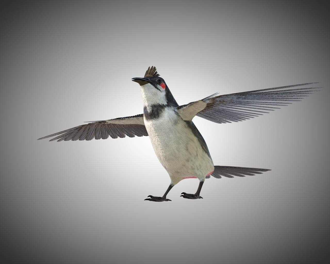 Bulbul - 3D Model by 3dstudio