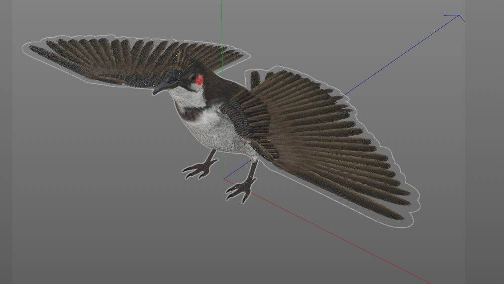 Bulbul - 3D Model by 3dstudio