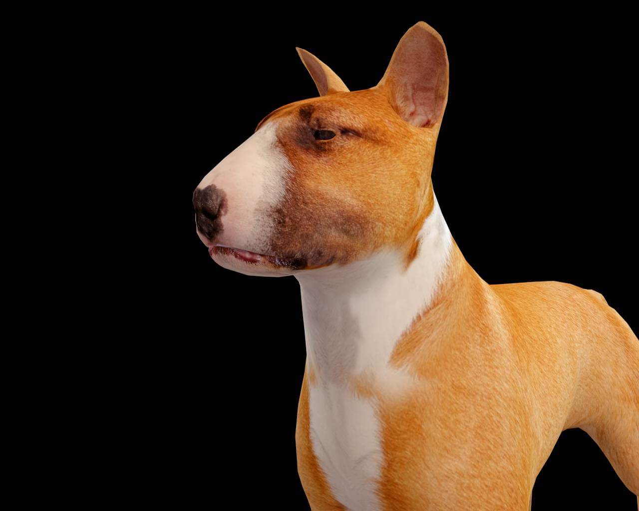 Black And Tan Bull Terrier