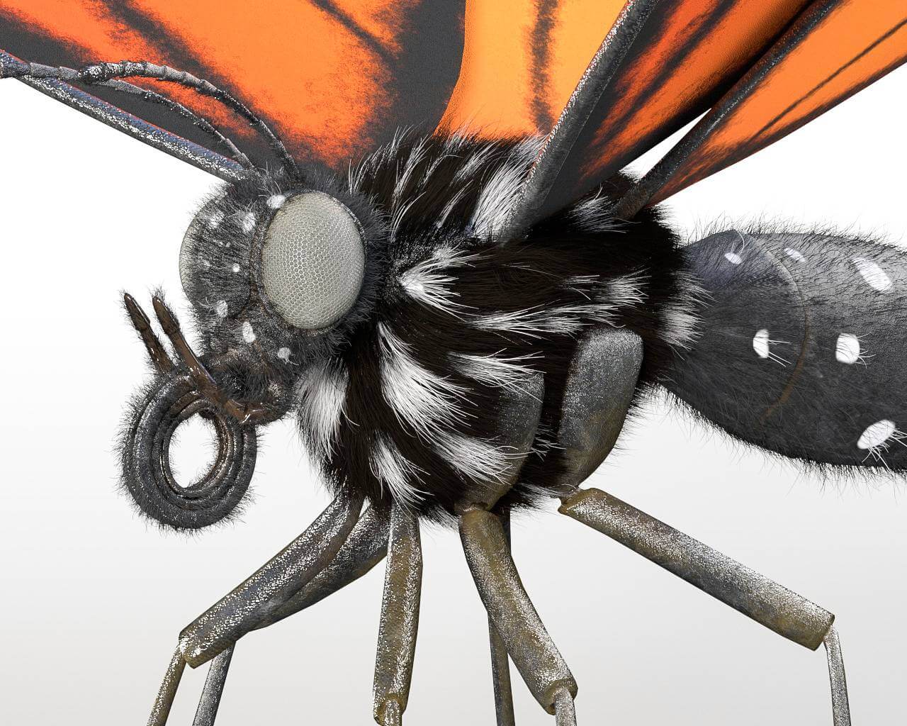 Butterfly - 3D Model by 3dstudio