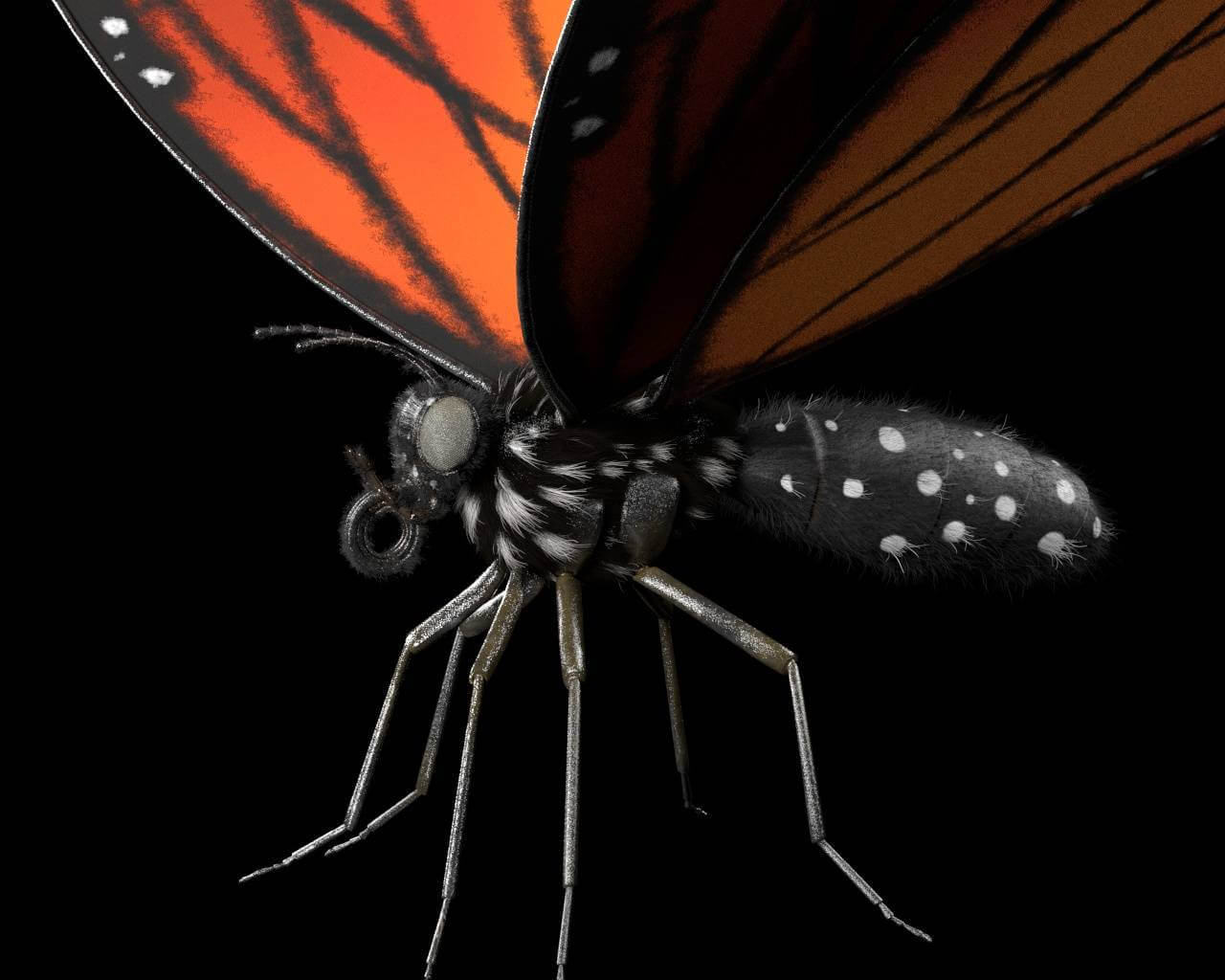 Butterfly - 3D Model by 3dstudio