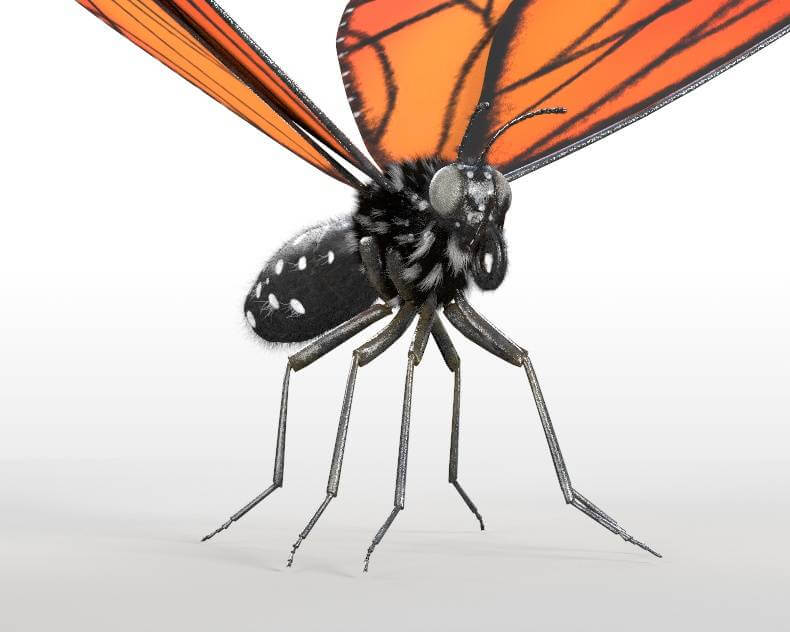 Butterfly - 3D Model by 3dstudio