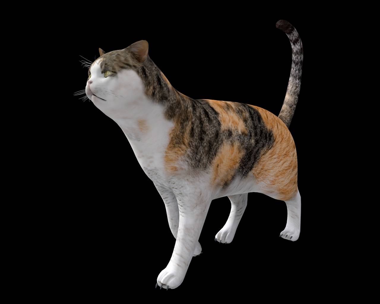 Calico Cat - 3D Model by 3dstudio