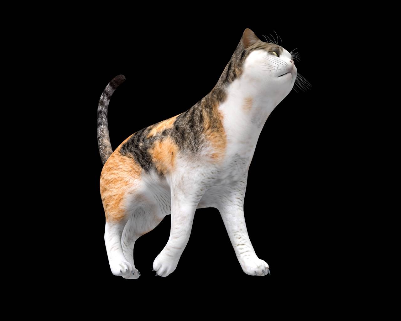 Calico Cat - 3D Model by 3dstudio