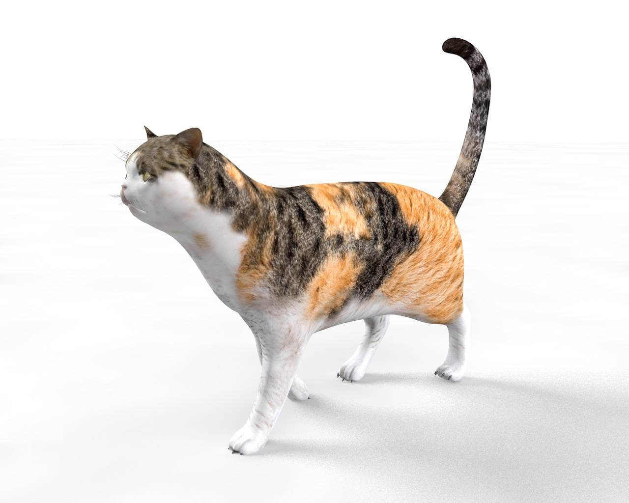 Calico Cat - 3D Model by 3dstudio